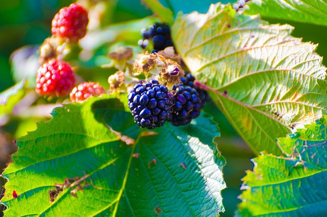 Braambes Struik Plantaardige - Gratis foto op Pixabay