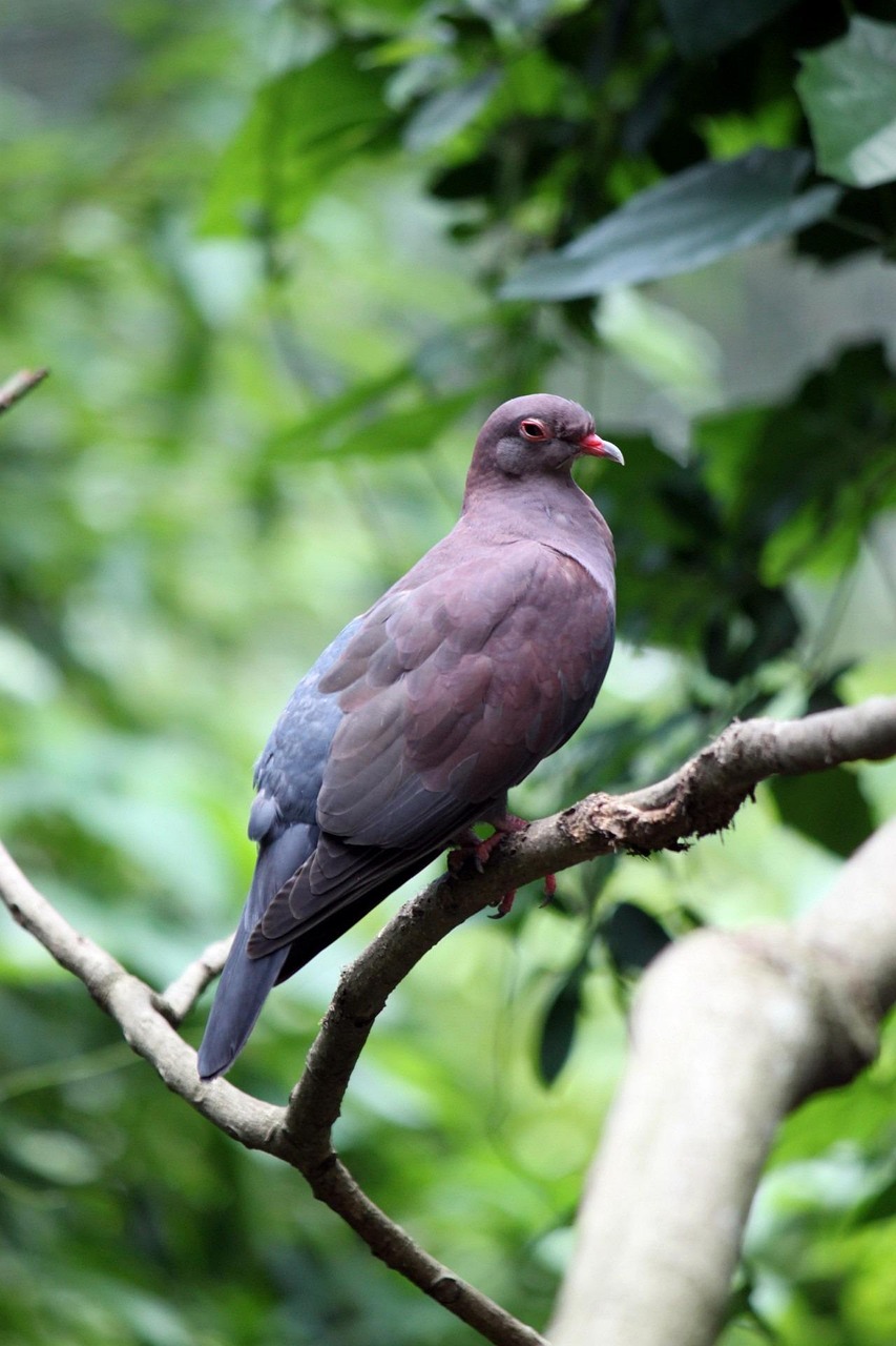 Pigeon Oiseau Voler - Photo gratuite sur Pixabay - Pixabay
