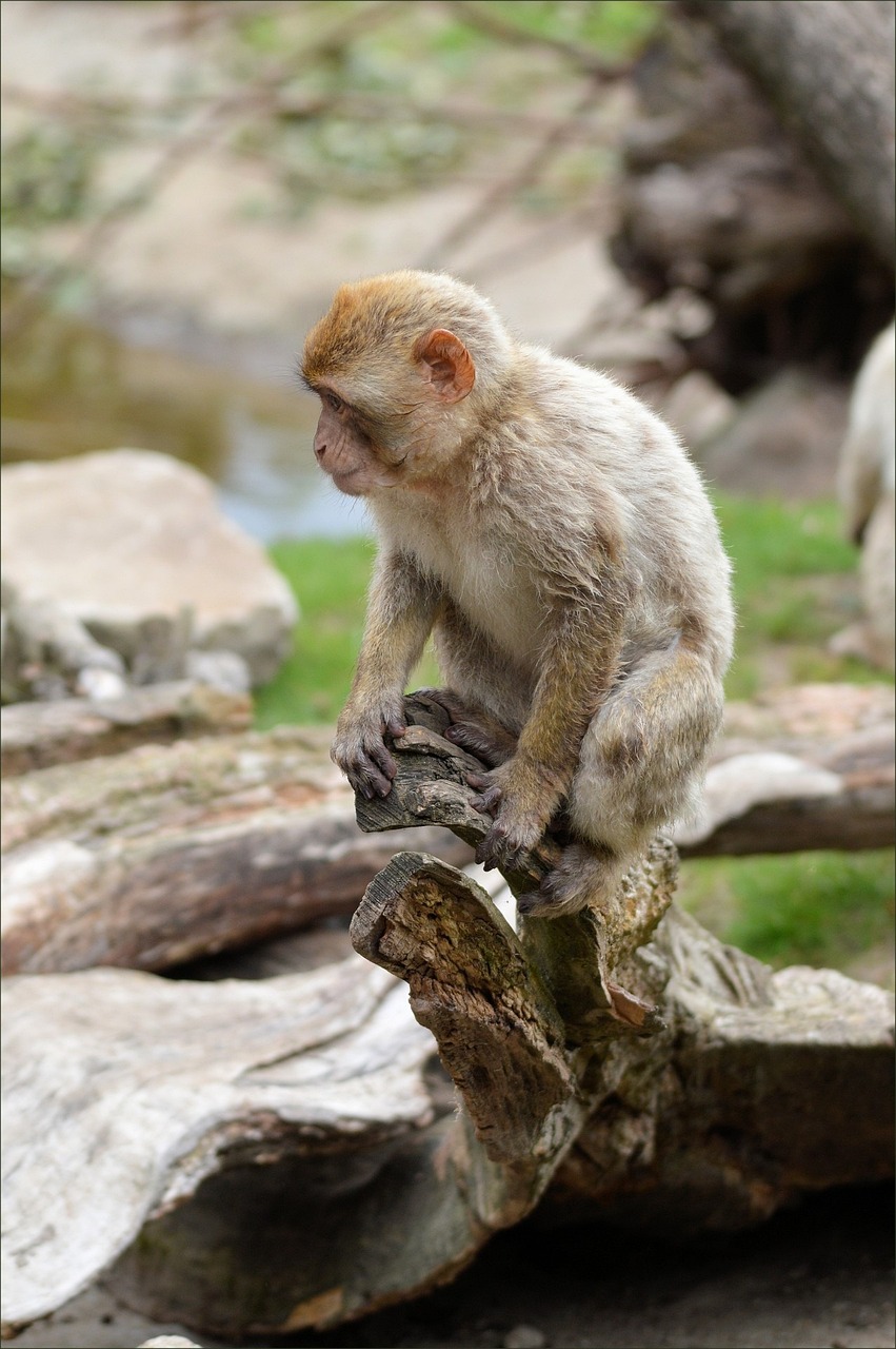 Ape Monkey Berber - Free photo on Pixabay
