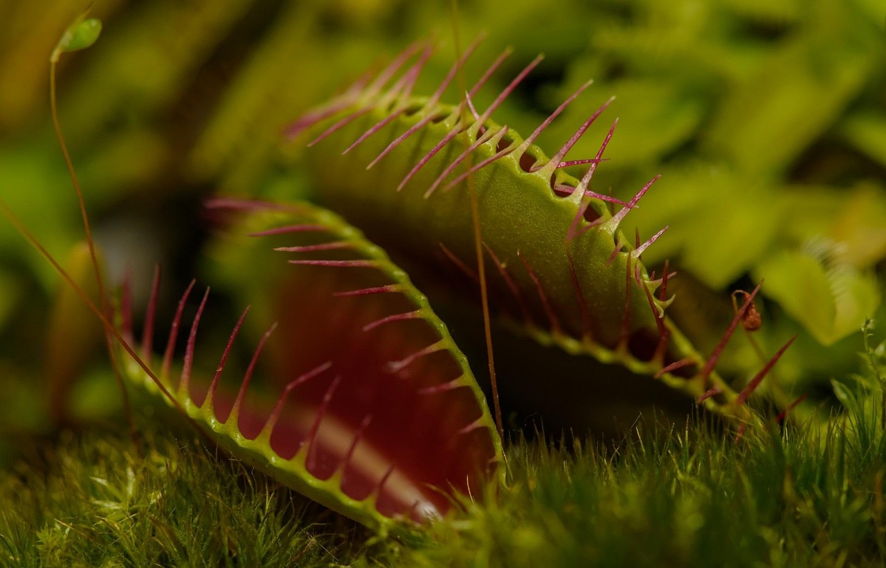 Carnivorous Plant Nature Macro - Free photo on Pixabay - Pixabay