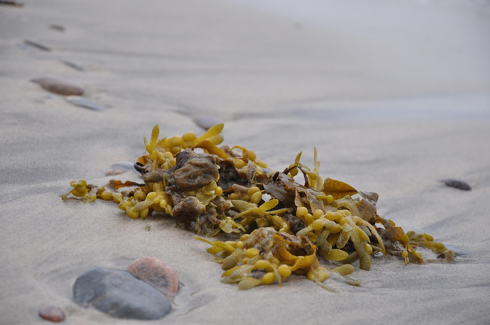 Fucus Glon Beach - Free photo on Pixabay - Pixabay