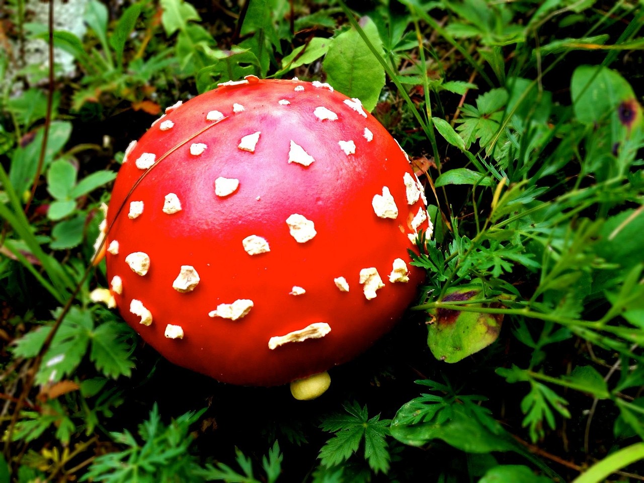 Mushroom Toad Stool Forest - Free photo on Pixabay - Pixabay