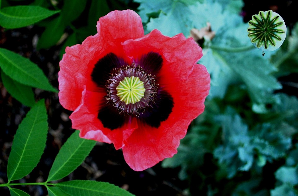 Poppy Red Open - Free photo on Pixabay - Pixabay