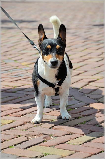 Cachorro Cachorros Bicho De - Foto gratuita no Pixabay - Pixabay