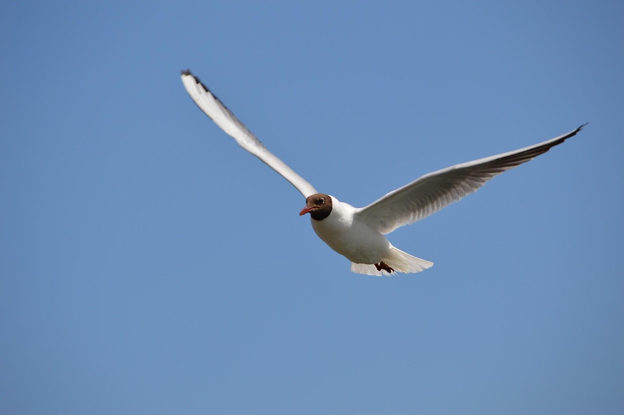 50,000+ Free Seabirds In Flight & Bird Images - Pixabay