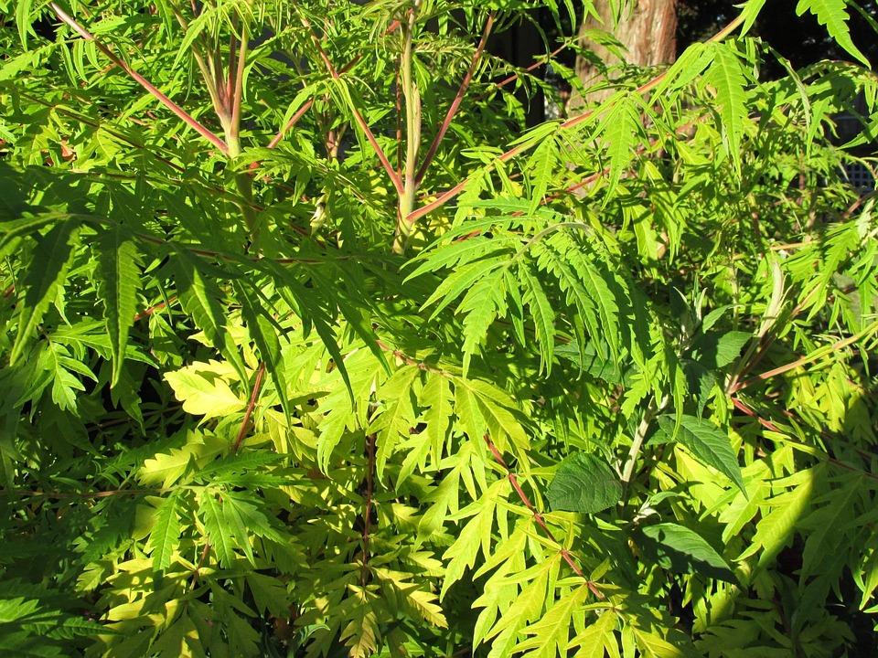 Foliage Green Leaves - Free photo on Pixabay - Pixabay