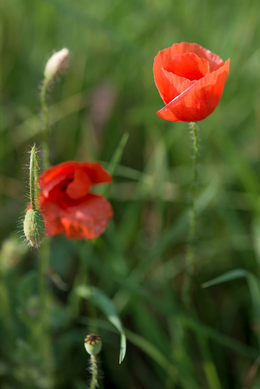 30,000+ Free Poppy Leaves & Nature Images - Pixabay