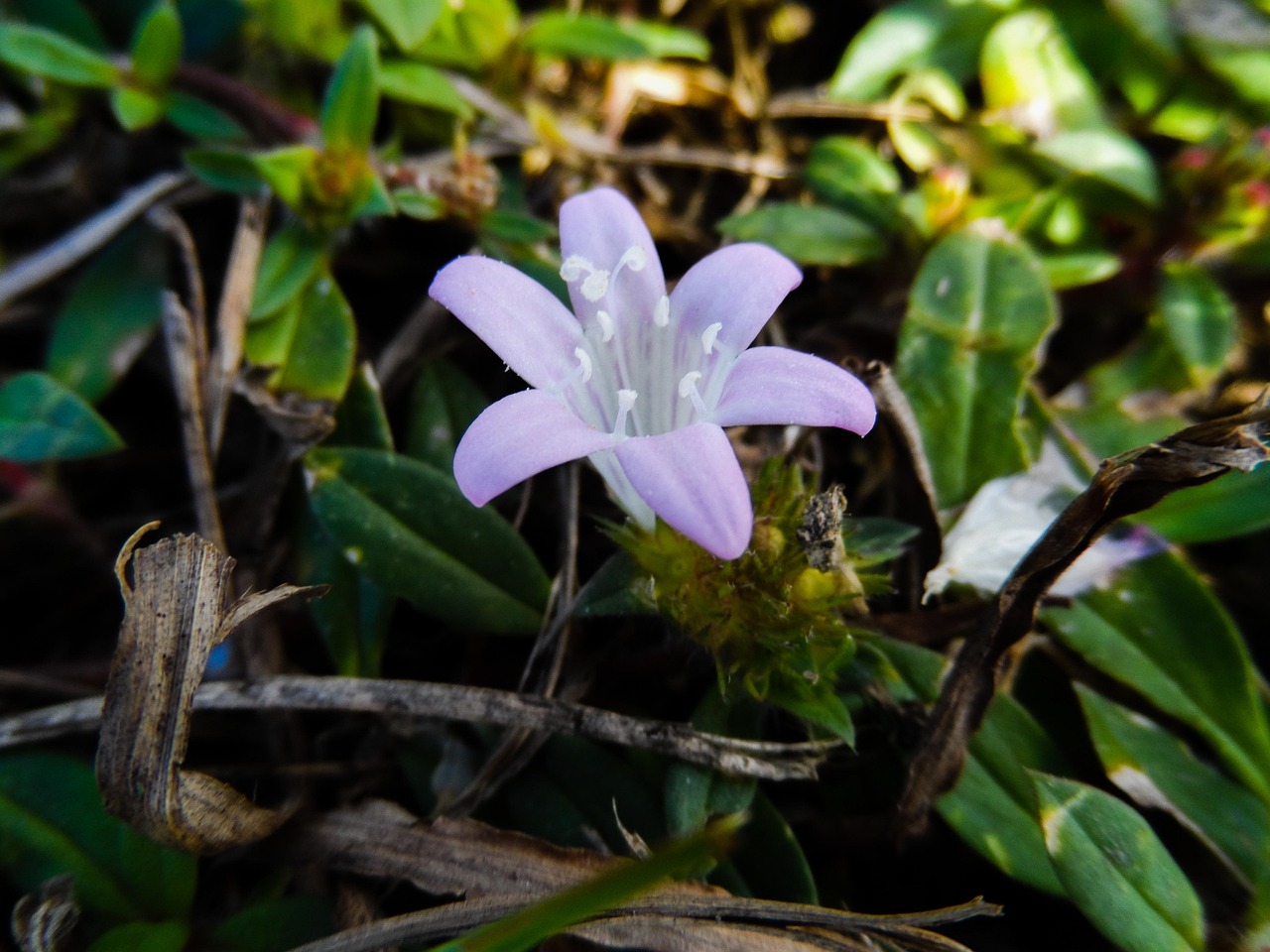 Flores Silvestres De Florida Flor - Foto gratuita no Pixabay - Pixabay