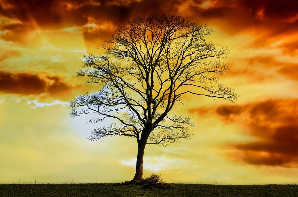 Tree Branch Branches - Free photo on Pixabay