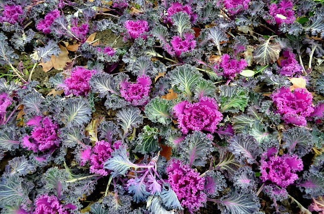 Peste 100.000 de imagini gratuite cu Varza De Flori și Flori Frumoase ...