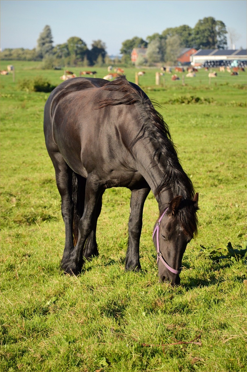 Horse Farm Animal - Free photo on Pixabay