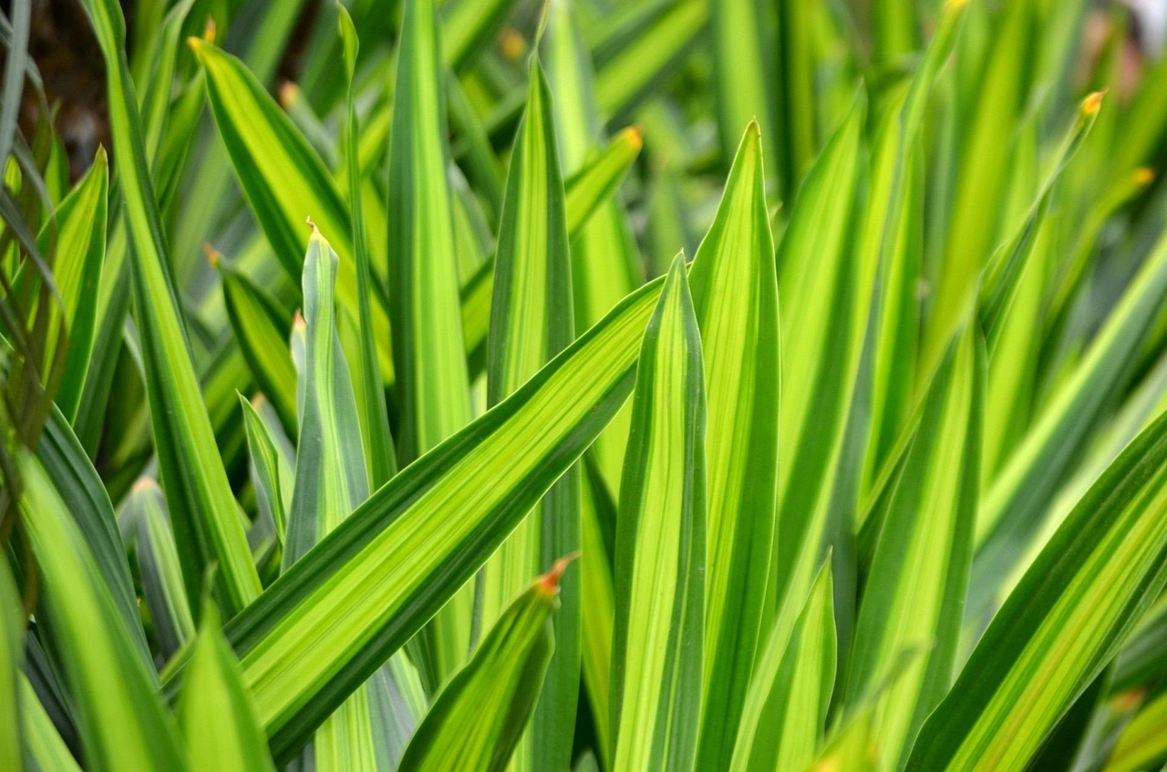 Plant Plants Tropical - Free photo on Pixabay - Pixabay