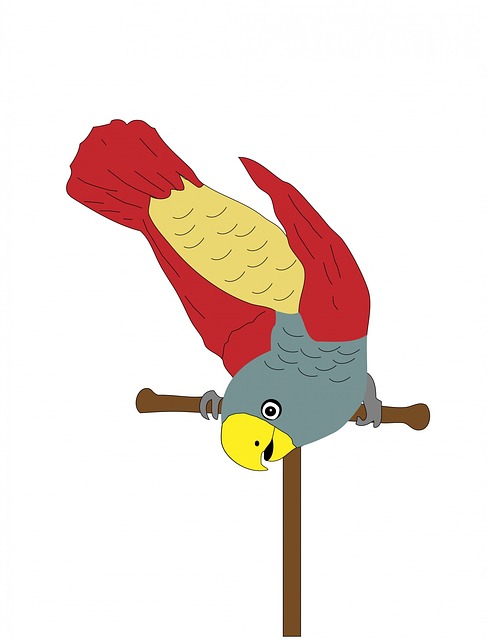 超过 50000 张关于“Parrot White Background”和“White”的免费图片 - Pixabay