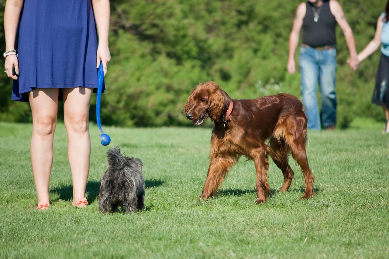 Dog Dogs People - Free photo on Pixabay