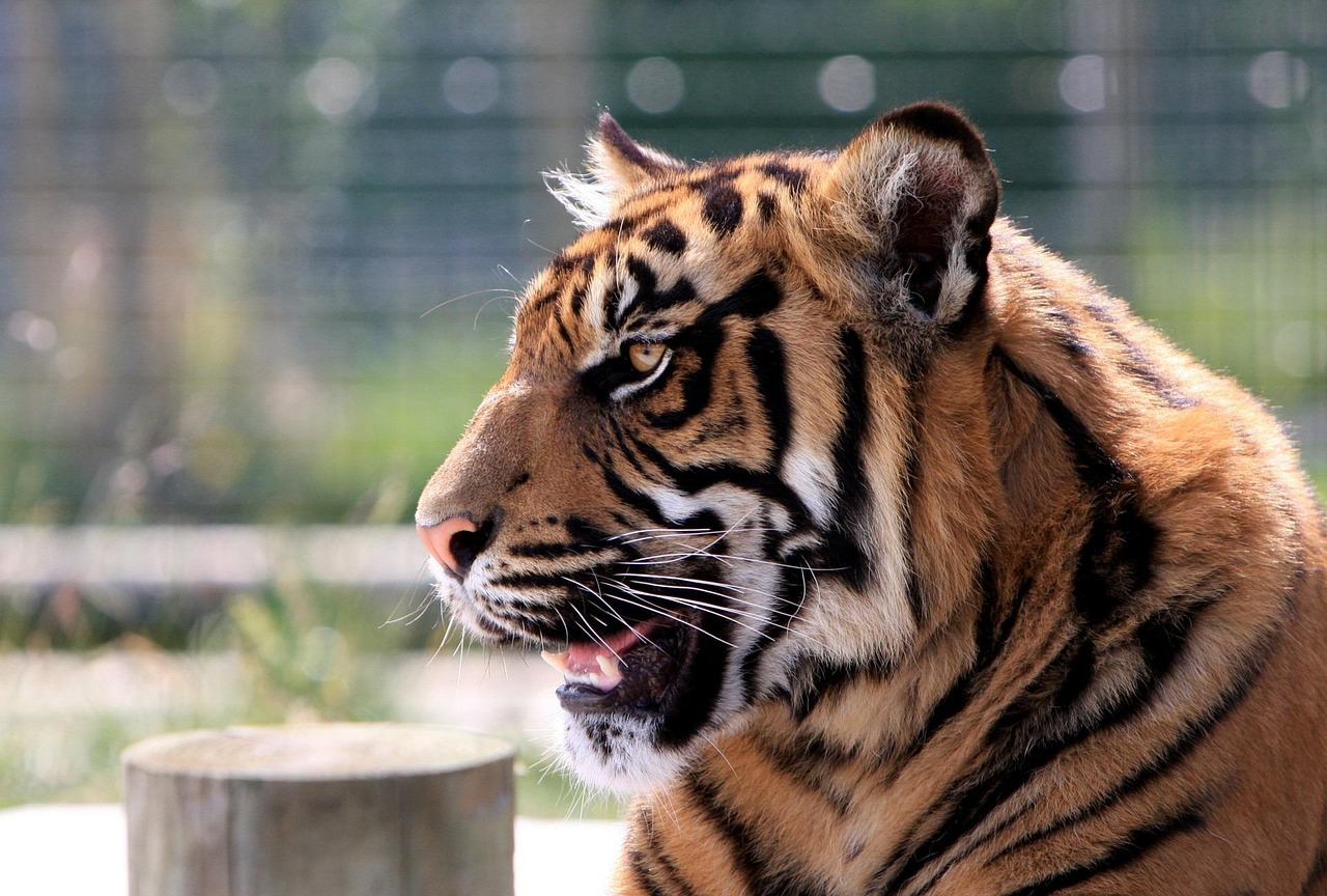 Katzen Tigerdamen