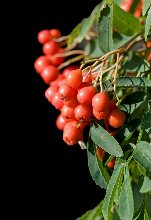 Berry Berries Red - Free photo on Pixabay