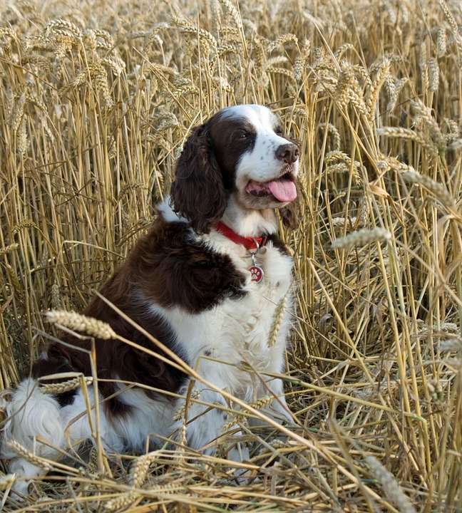 Chien Épagneul Springer Anglais - Photo gratuite sur Pixabay