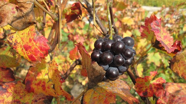10+ Free Courton & Bourgogne Images - Pixabay