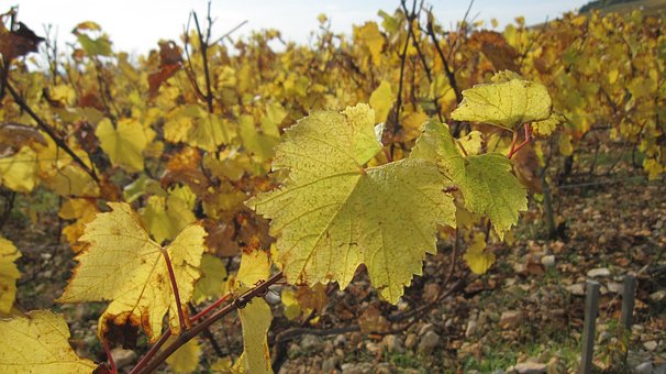 10+ Free Courton & Bourgogne Images - Pixabay