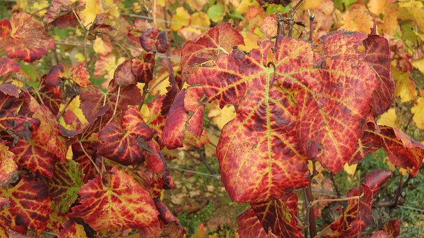 10+ Free Courton & Bourgogne Images - Pixabay