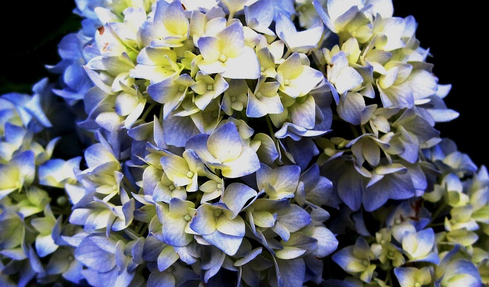 Flowerhead Kelopak Bunga Hydrangea - Foto gratis di Pixabay - Pixabay