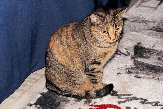 Gato Animal Domestico Cara De - Foto gratis en Pixabay - Pixabay