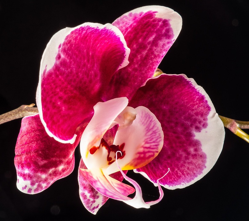 Orchidée Fleur Blanc Rouge - Photo gratuite sur Pixabay - Pixabay