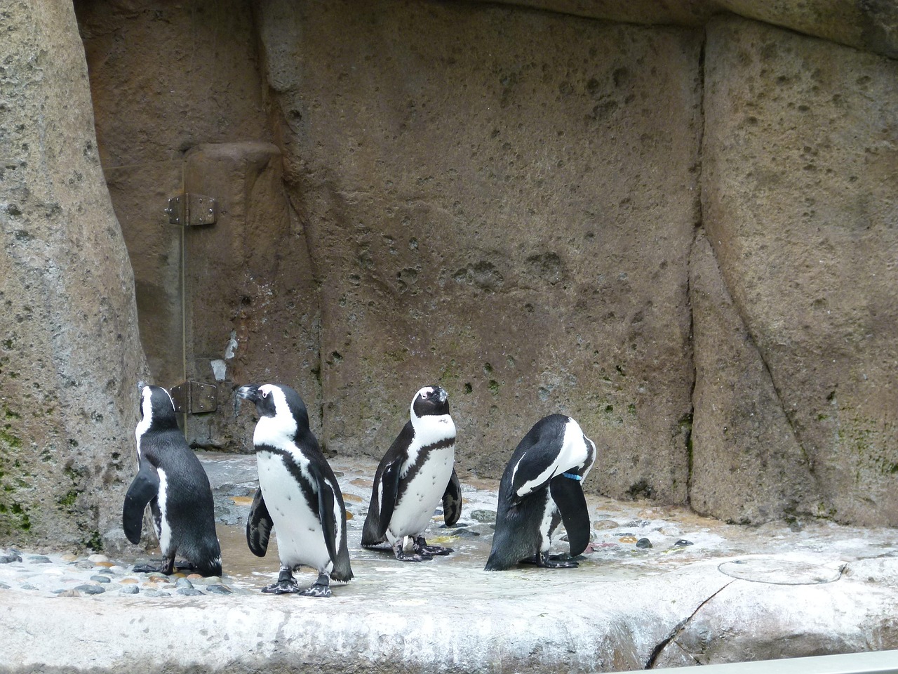 African Penguin Aves Group - Free photo on Pixabay