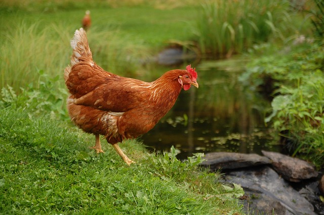 Chicken Summer Water - Free photo on Pixabay