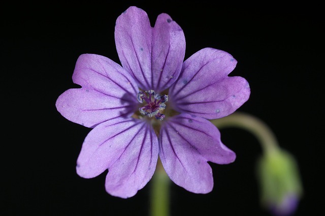 Blossom Bloom Flower - Free photo on Pixabay