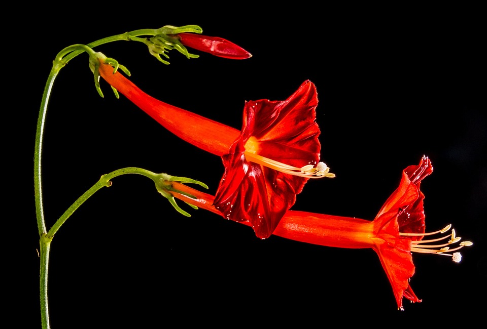 Small Flower Red - Free photo on Pixabay - Pixabay