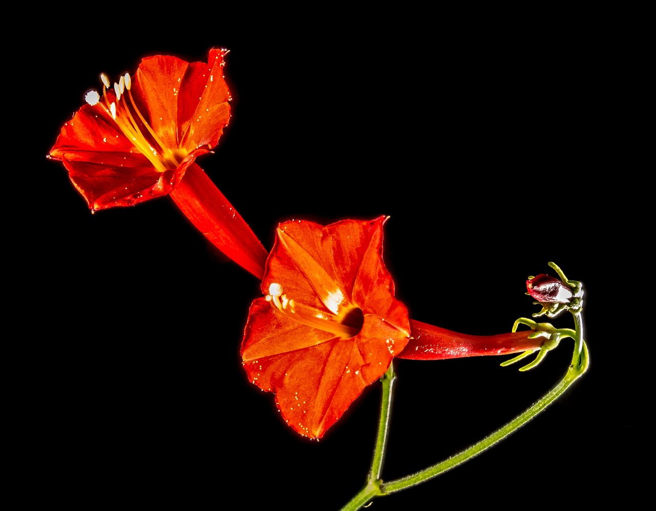 100+ Free Flower-Tendrils & Flower Images - Pixabay