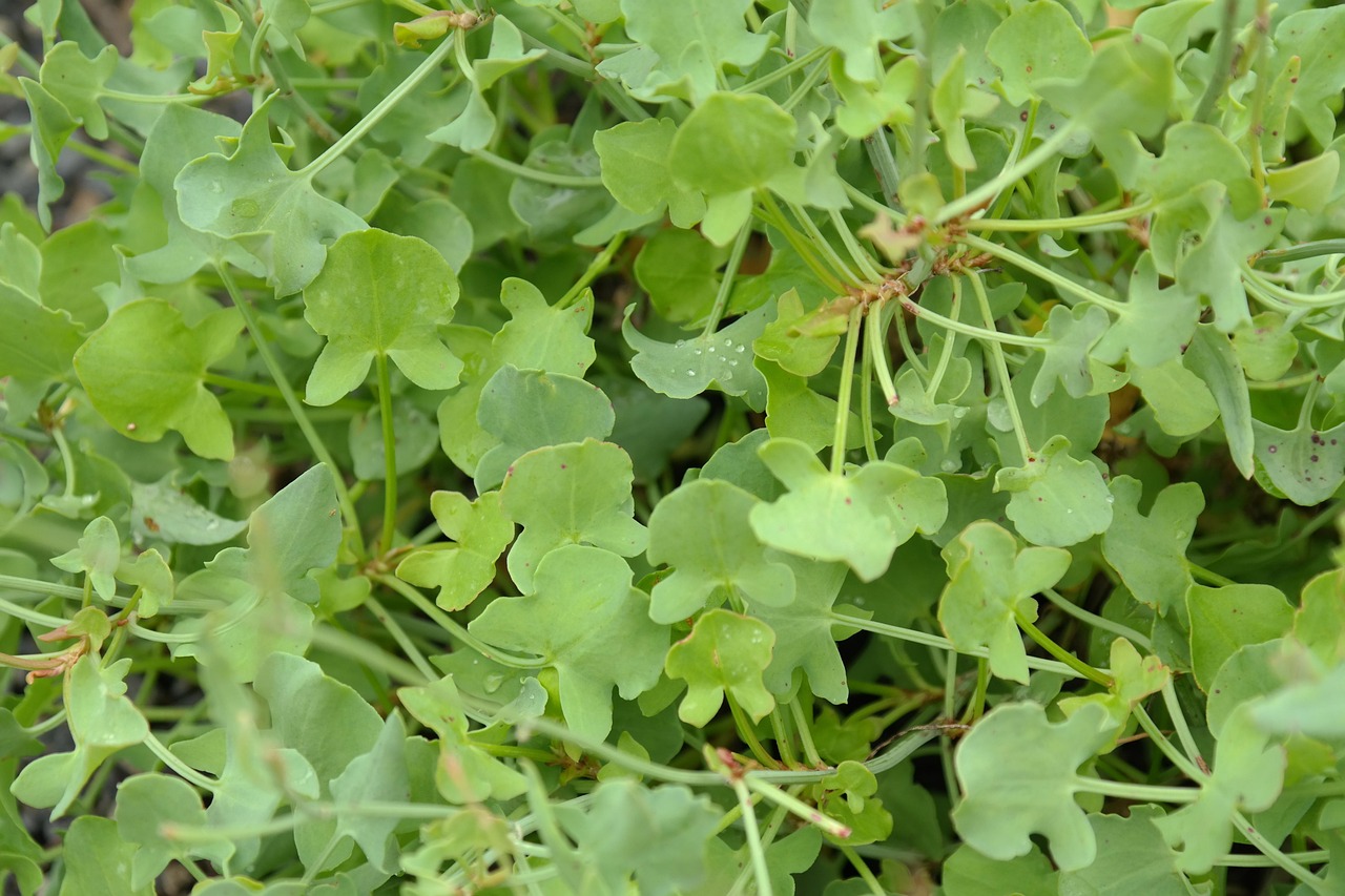 Flat Leaf Parsley Parsely - Free photo on Pixabay - Pixabay