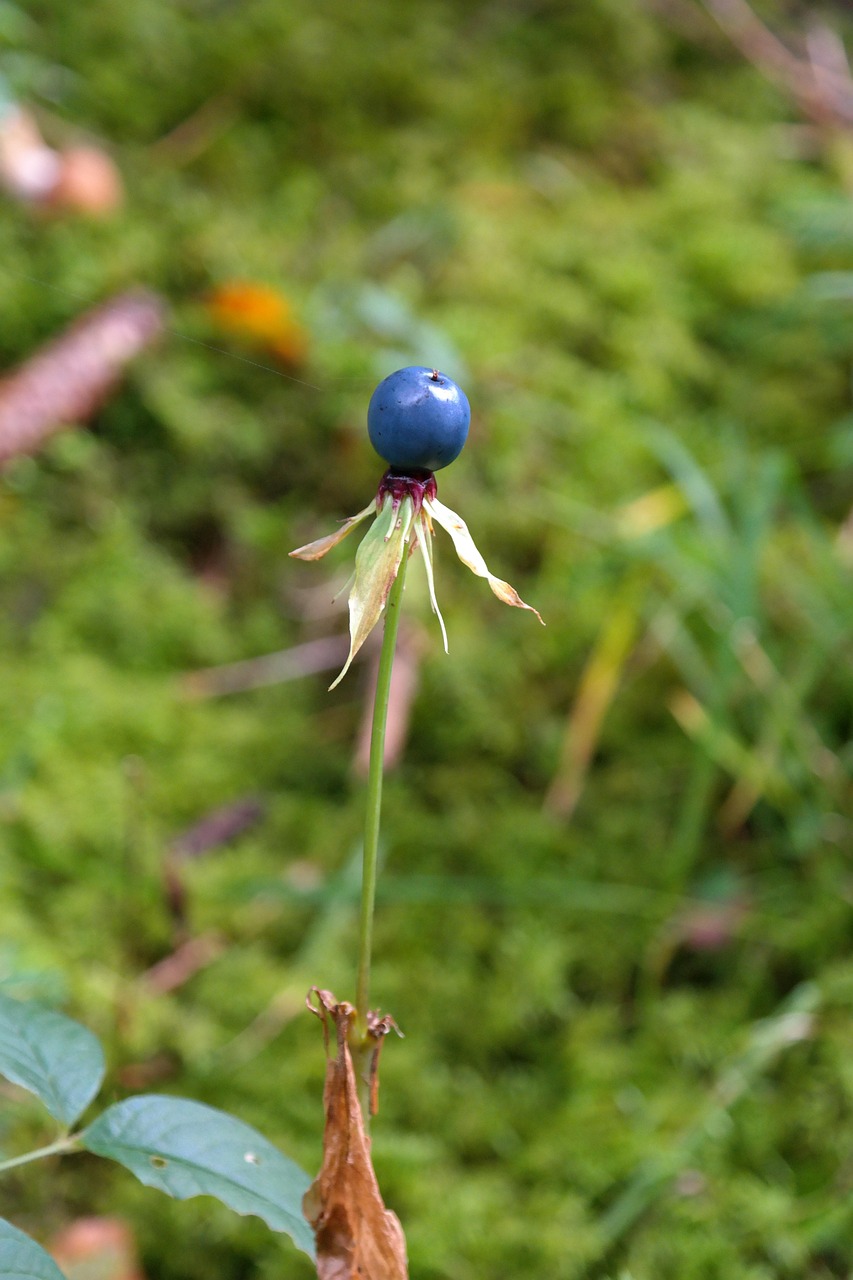 Herb Paris Baga Azul - Foto gratuita no Pixabay - Pixabay