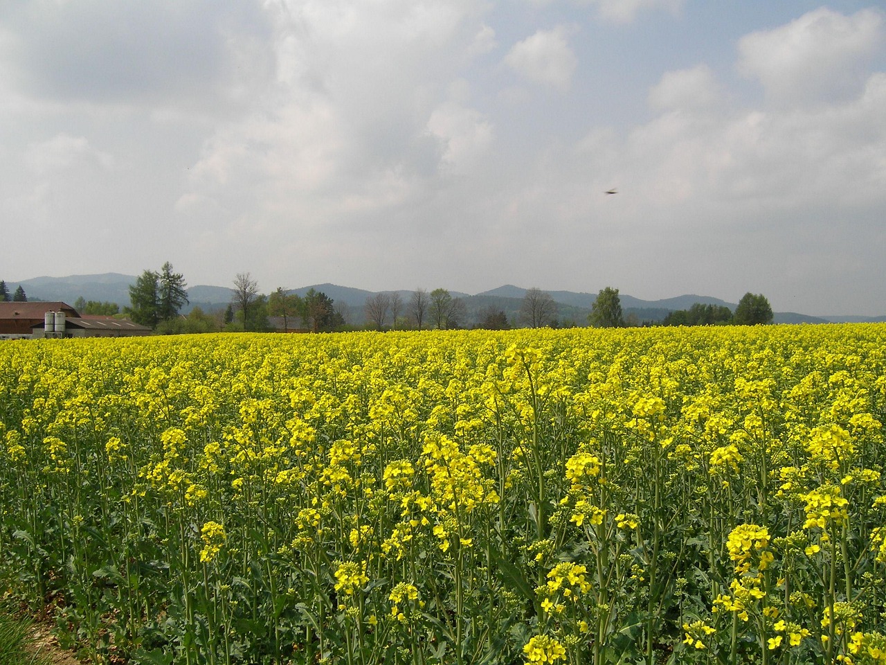 Field Of Rapeseeds - Free photo on Pixabay - Pixabay