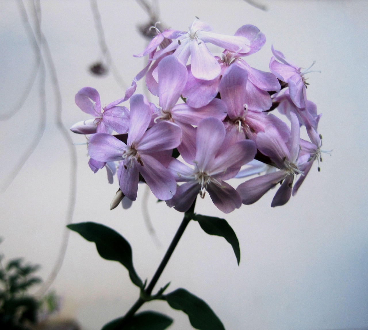 Soapwort Flowerhead Florets - Free photo on Pixabay