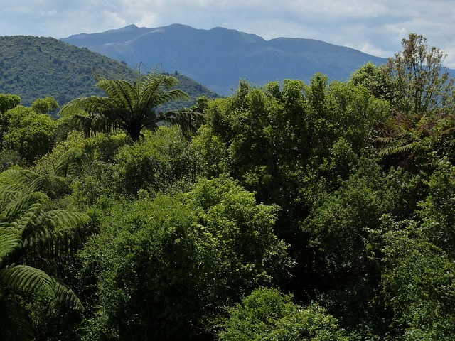 New Zealand Nature Landscape North - Free photo on Pixabay - Pixabay