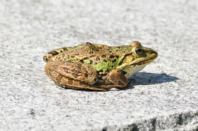 Rana Anfibios Verde - Foto gratis en Pixabay - Pixabay