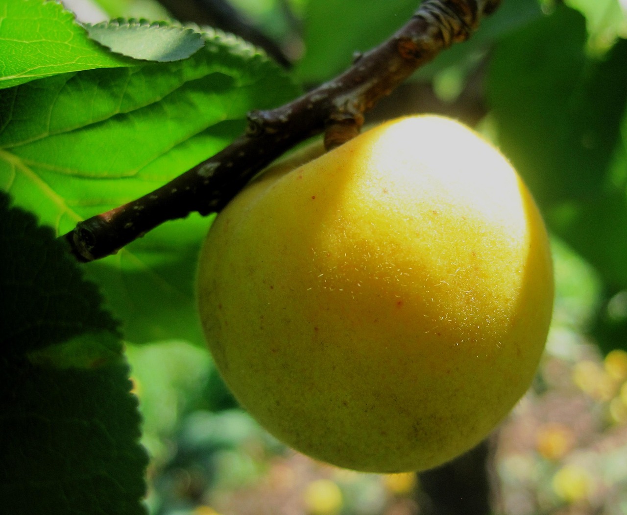 Albaricoque Amarillo Verde Madurez - Foto gratis en Pixabay - Pixabay