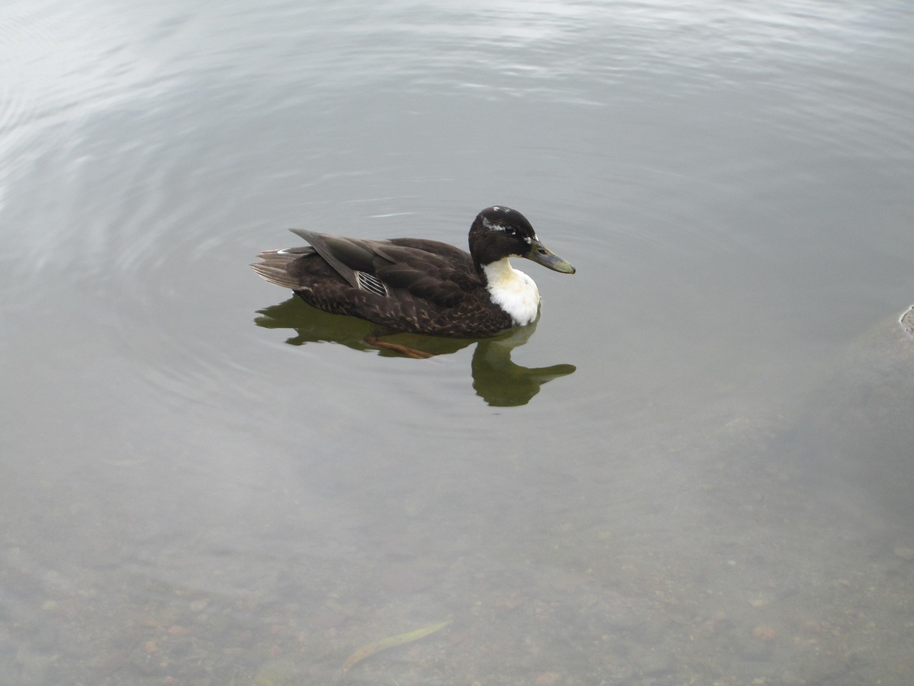 Anas Platyrhynchos Pato Animal - Foto gratis en Pixabay - Pixabay
