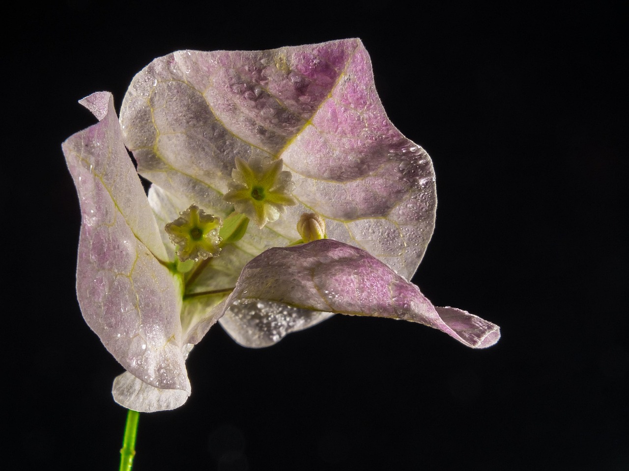 Bougainvillea Blossom Bloom - Free photo on Pixabay