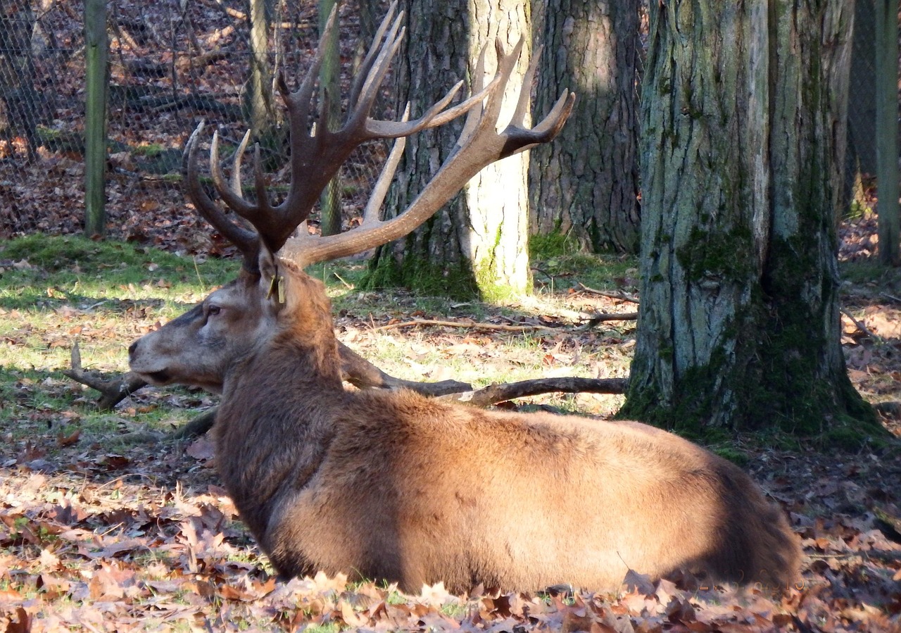 Rothirsche Herbst Wild - Kostenloses Foto auf Pixabay - Pixabay