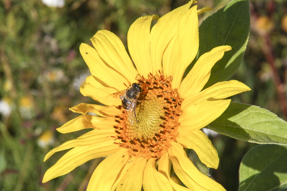 Bee Sunflower Yellow - Free photo on Pixabay - Pixabay