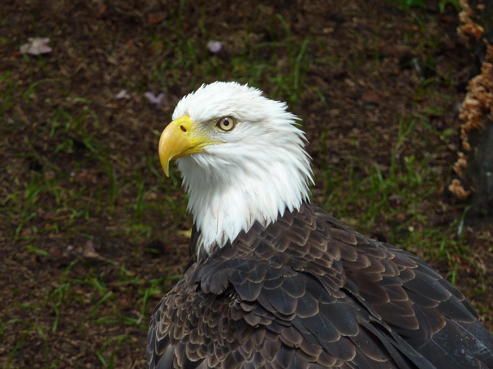 Bald Eagles Eagle White Head - Free photo on Pixabay