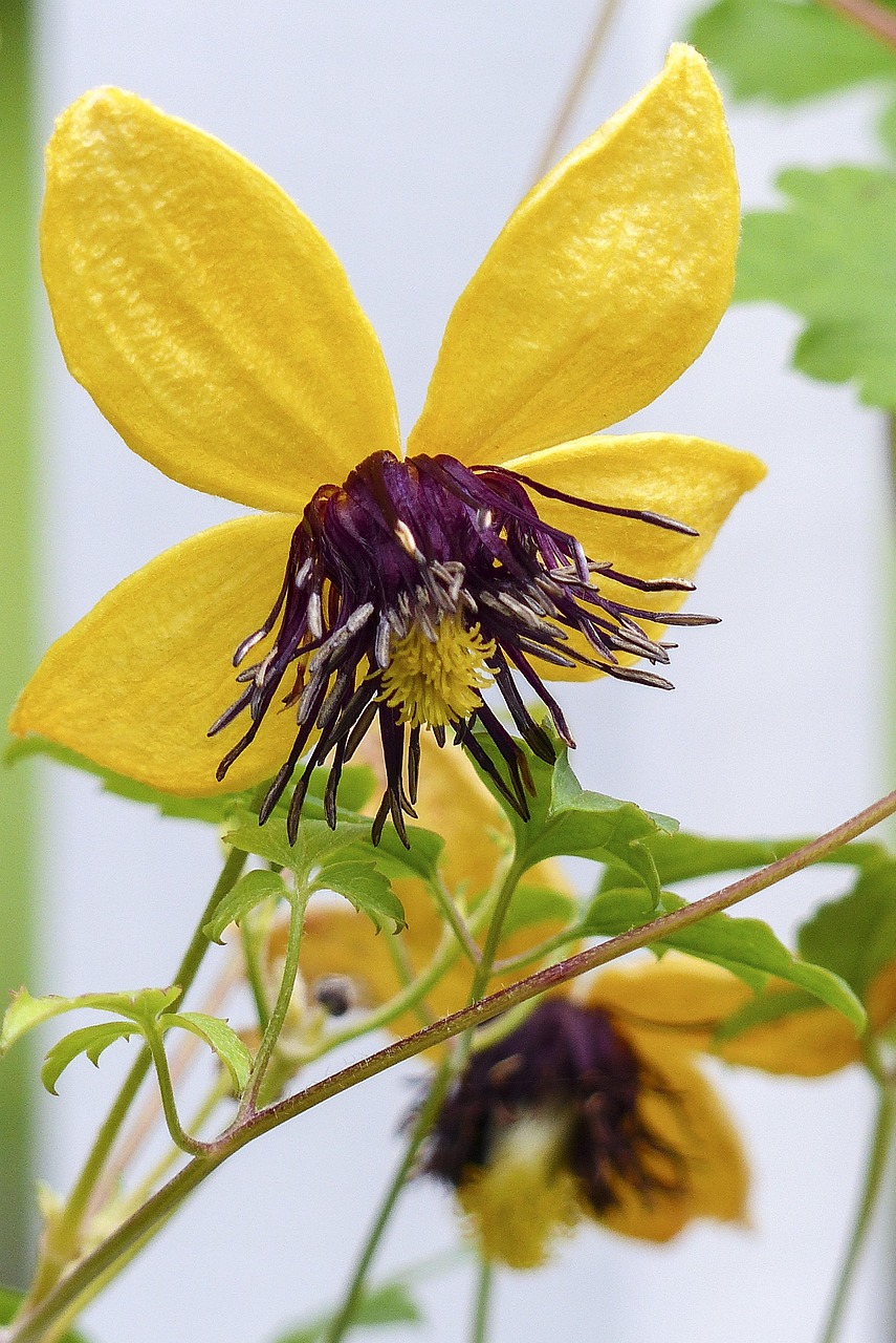 Clematis Tangutica Yellow Flower - Free photo on Pixabay - Pixabay