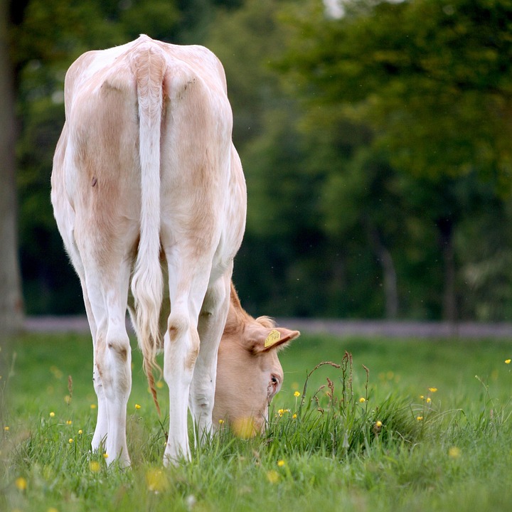 Cow Animal Pasture - Free photo on Pixabay - Pixabay