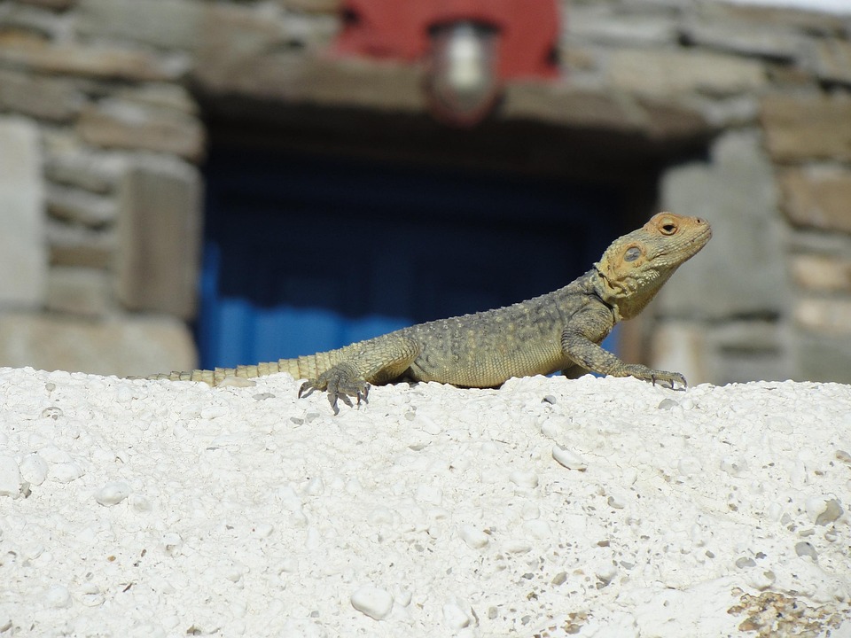 Lizard Animal Bearded - Free photo on Pixabay - Pixabay