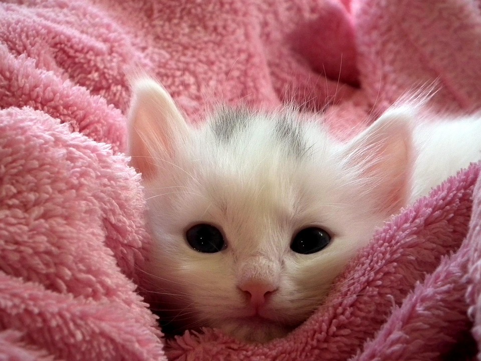 Kitten Cat Fluffy Free Photo On Pixabay