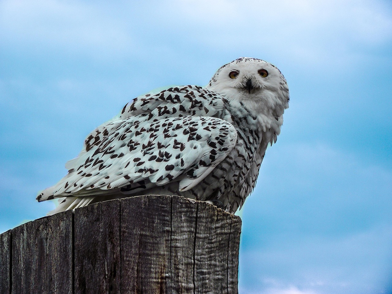 Uhu Búho Pájaro - Foto gratis en Pixabay - Pixabay