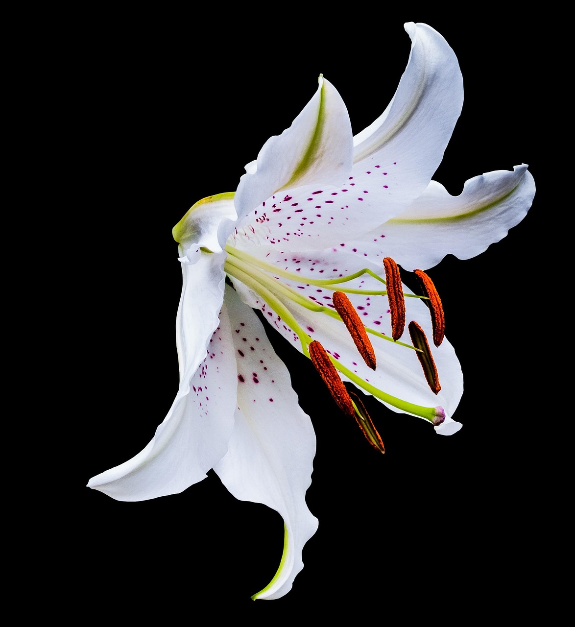 Lily Blossom Bloom Free Photo On Pixabay Pixabay